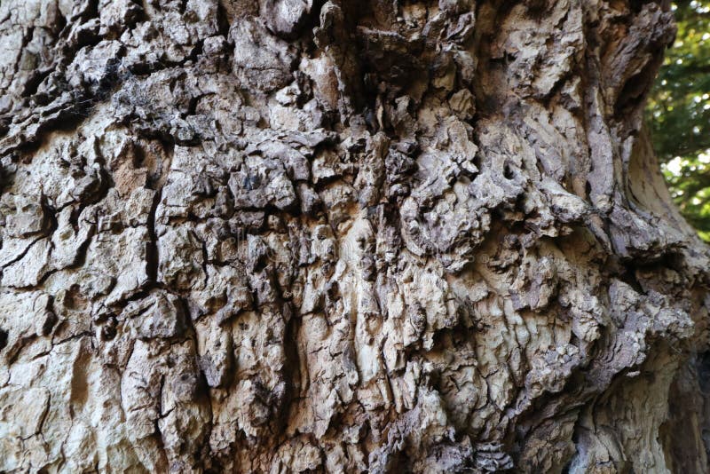Cool Light Picture of Bark of a Tree Stock Photo - Image of dark, light ...