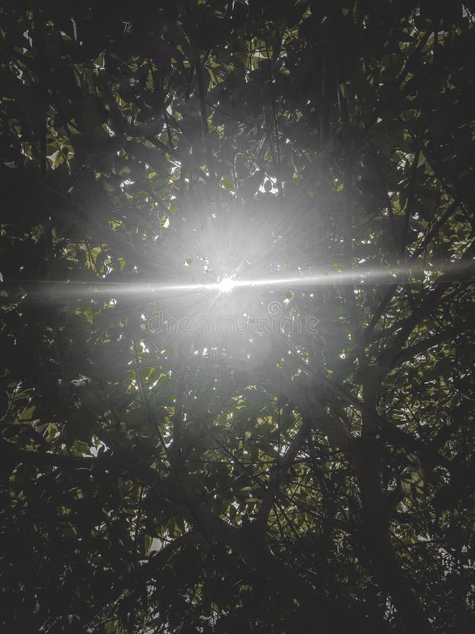 Light through the trees stock photo. Image of forest - 262150552
