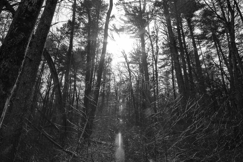 Light through the Trees 2 stock image. Image of white - 75631125