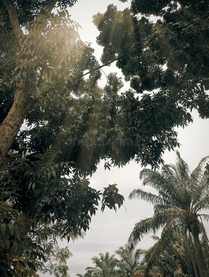 Light between Trees during the Day Stock Image - Image of beautiful ...