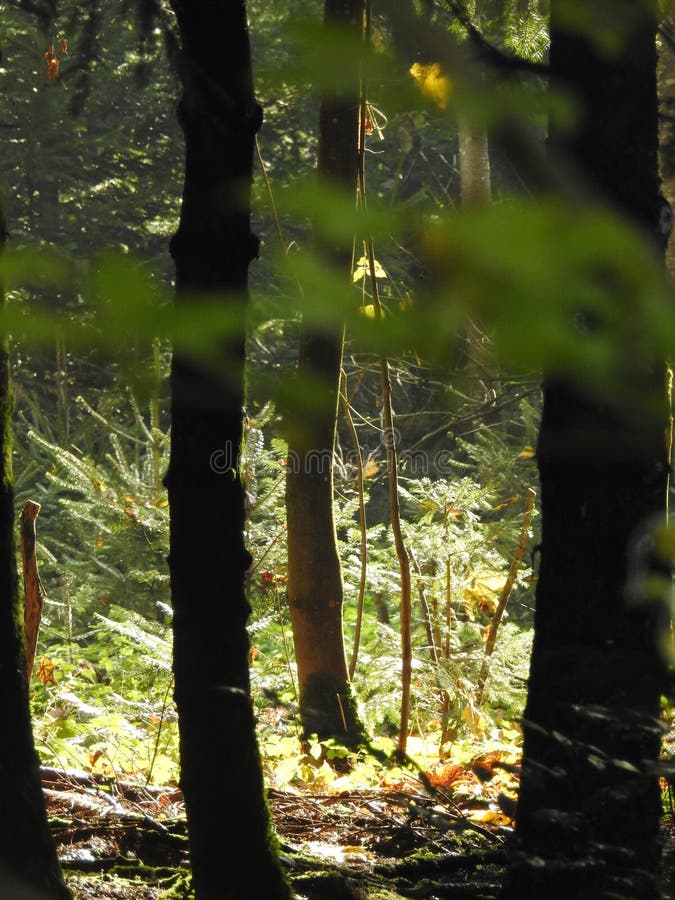 Light through the Trees of the Forest Stock Image - Image of dark ...
