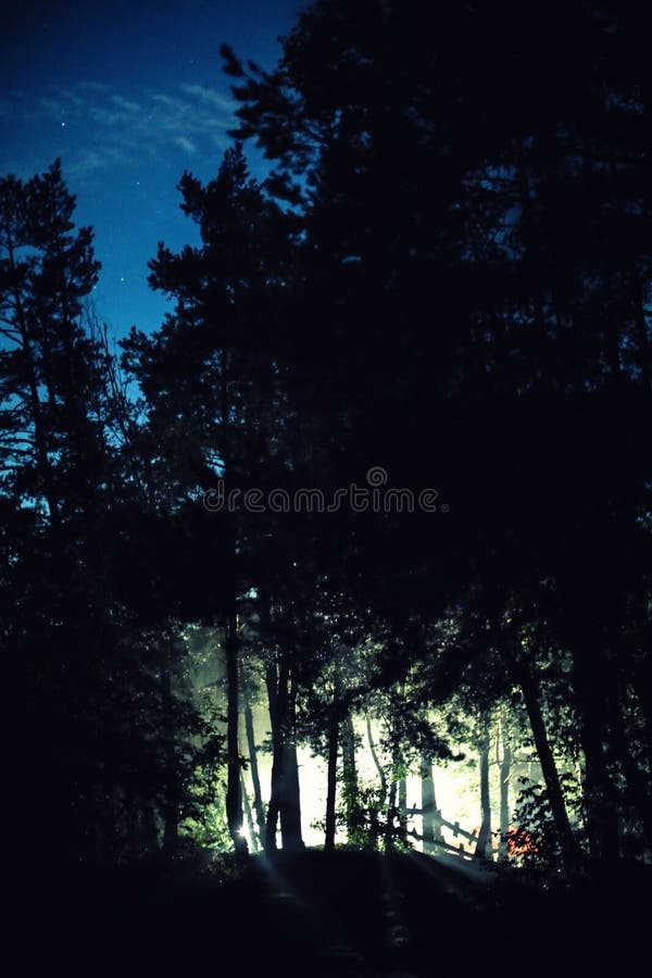 Light between Trees in Forest at Night Stock Image - Image of summer ...