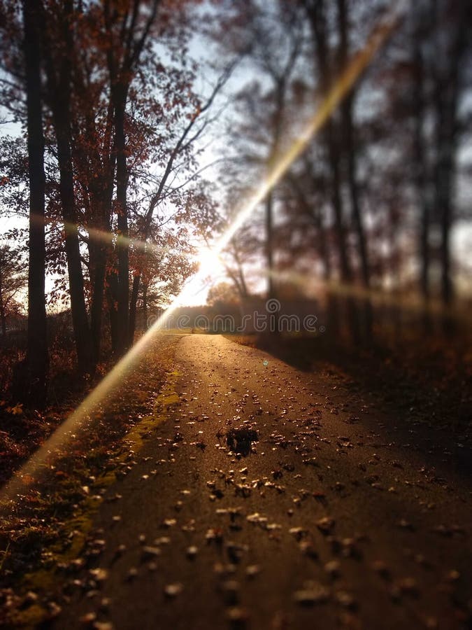 Light through Trees Forest Path Fall Stock Image - Image of path, light ...