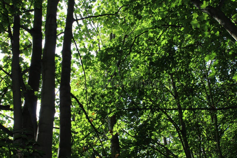 Light through Trees in Forest Stock Image - Image of trees, light: 99904841