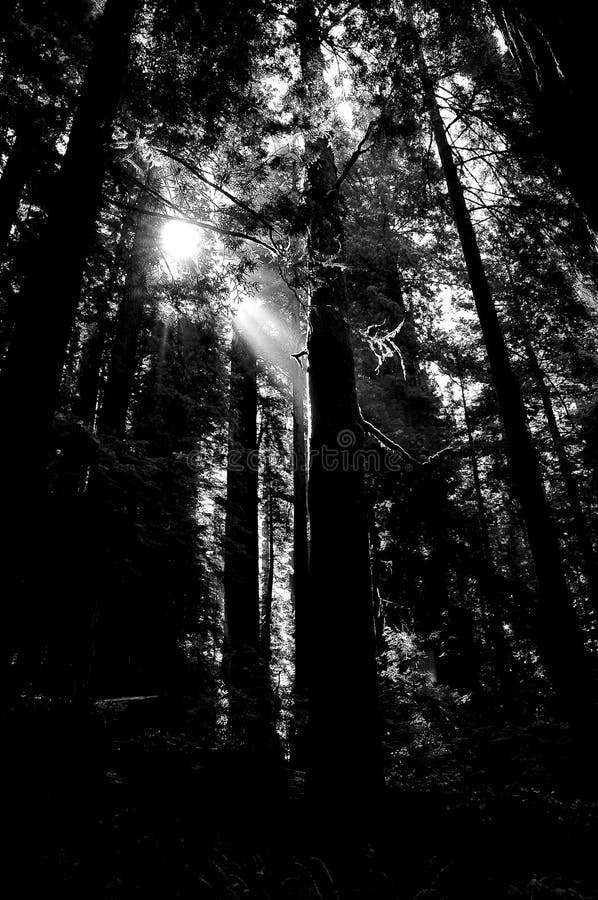 Light on the trees stock image. Image of forest, trees - 211112577