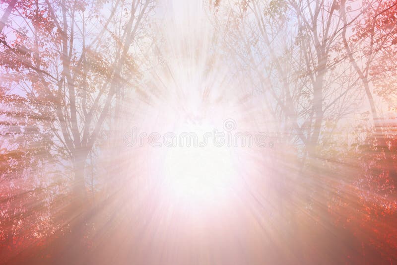 Light through Trees in Forest Stock Image - Image of grove, woods: 70435597