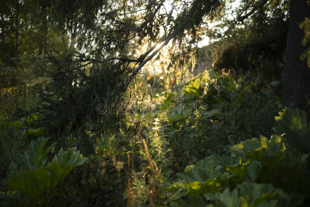 Light on the Trees. Nature in Summer Stock Photo - Image of landscape ...