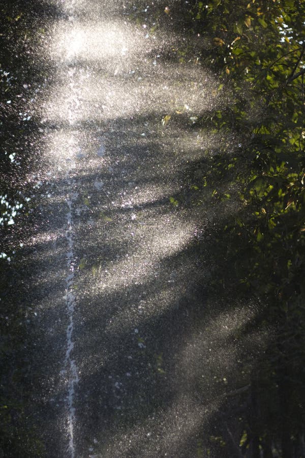Light through the trees stock photo. Image of trees, light - 90437012