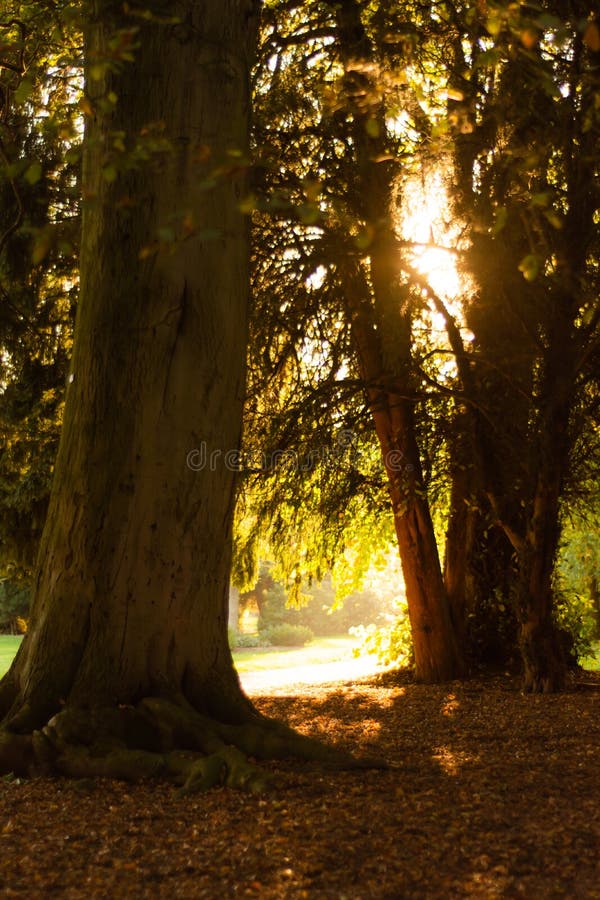 Light between trees stock image. Image of light, environment - 130134527