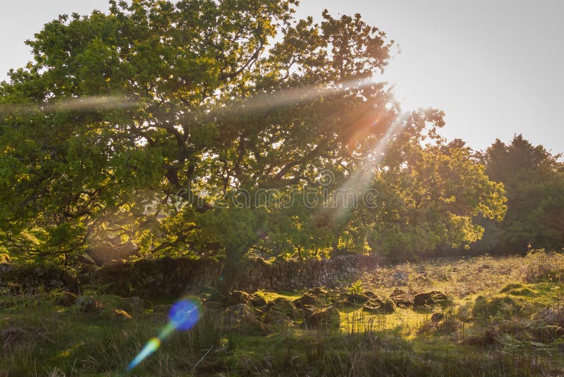 Light through the trees stock image. Image of growth - 96841739