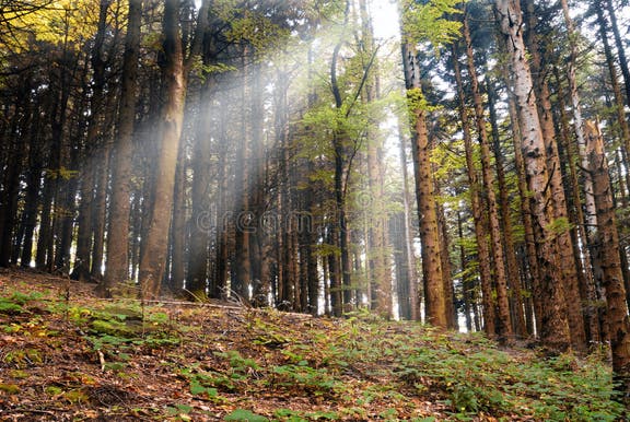 Light trough the trees stock image. Image of afternoon - 17294791