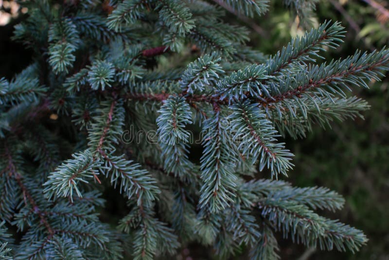 Light Turquoise Blue Volumetric Small Needles on Branches of Coniferous ...