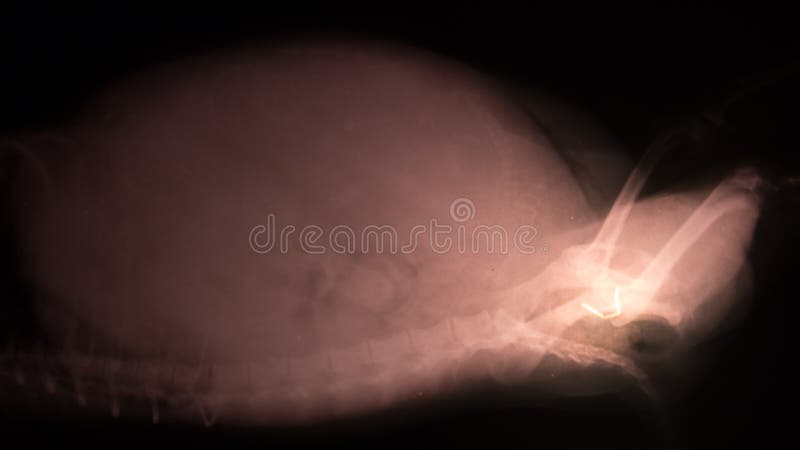 Light Under Head Xray of Small Dog Stock Photo - Image of healthcare ...