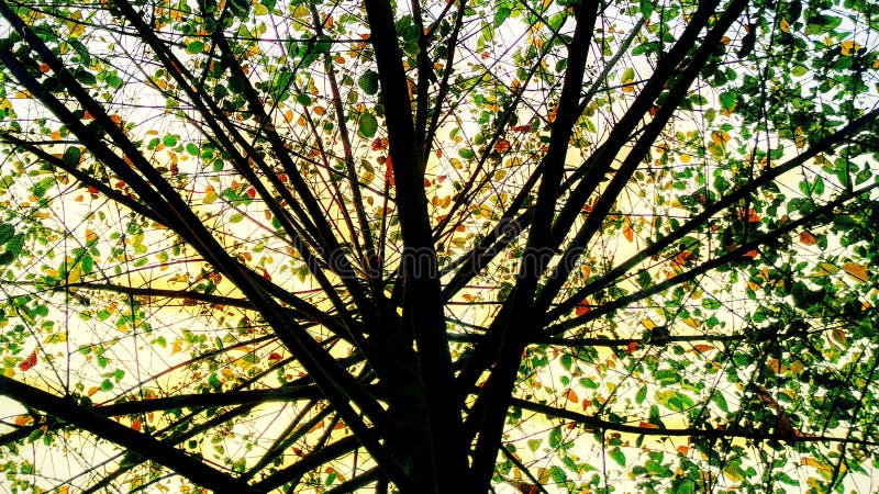 Light under the tree stock photo. Image of landscape - 175055052