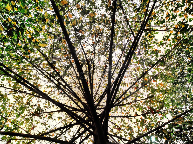 Light under the tree stock photo. Image of gardan, nature - 175055106