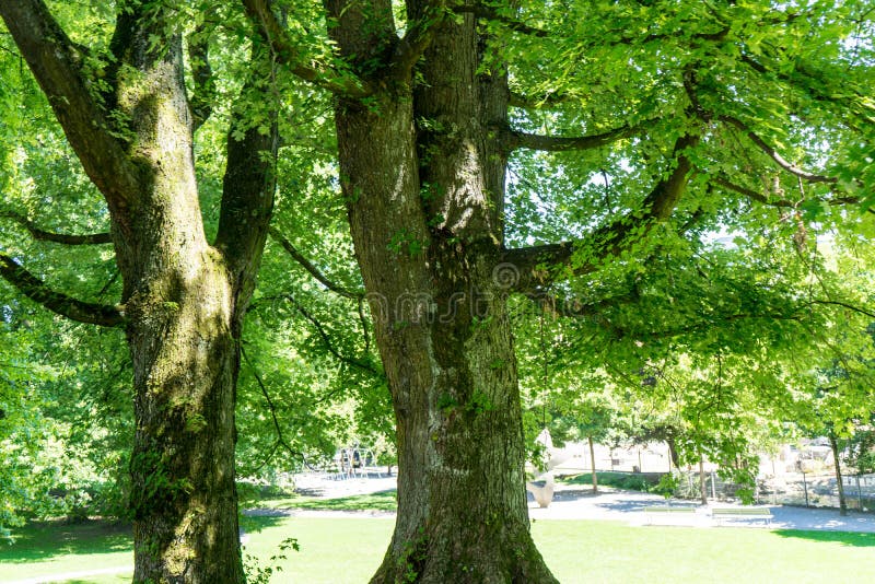 Light under a tree stock photo. Image of green, palm - 97557566