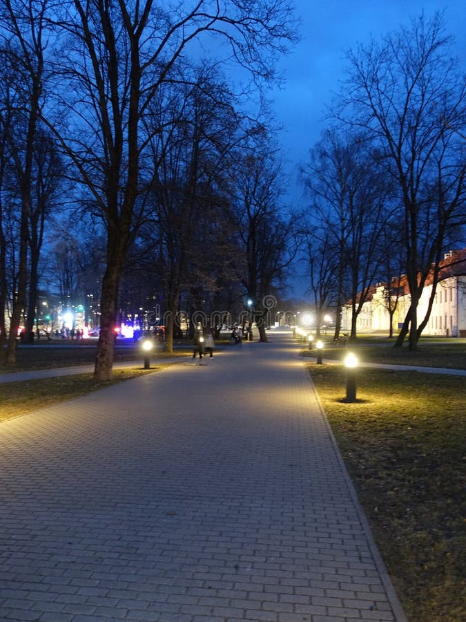 Light up my path stock photo. Image of tree, long, night - 311677892