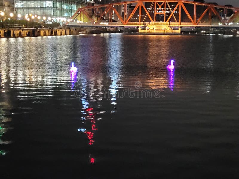 Light Up Swans on the Water Stock Photo - Image of show, light: 239731778