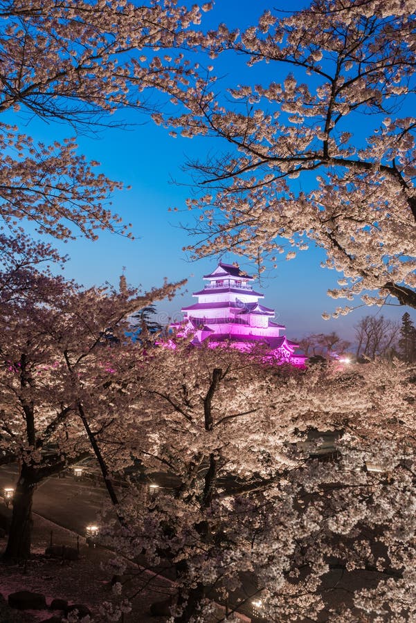 Light Up at Tsuruga Castle (Aizu Castle) Surrounded by Hundreds Cherry ...