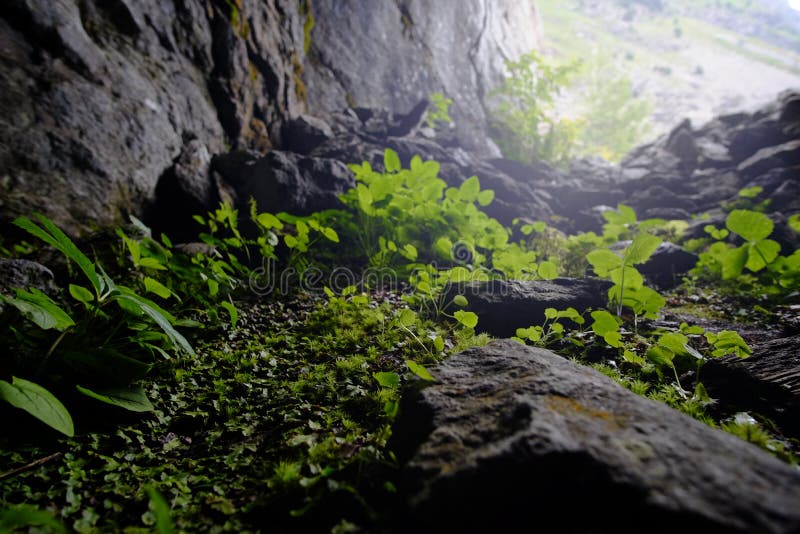 Light on Vegetation in a Cave Stock Photo - Image of grass, mountain ...