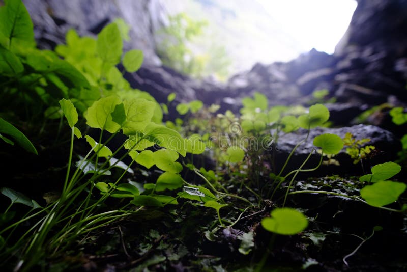Light on Vegetation in a Cave Stock Image - Image of grass, landscape ...