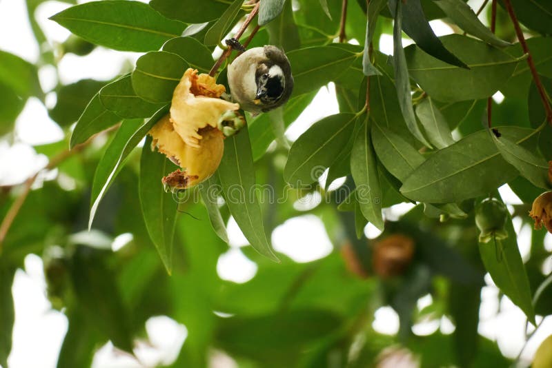 Light-vent Bulbul is Eating the Fruit on a Tree. Stock Photo - Image of ...