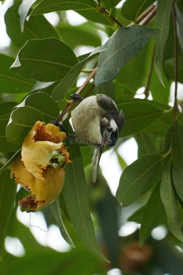 Light-vent Bulbul is Eating the Fruit on a Tree. Stock Photo - Image of ...