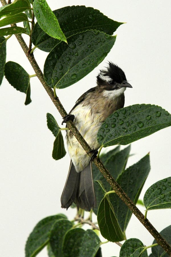 Red Vented Bulbul, Bird, Natural, Nature Stock Image - Image of vented ...