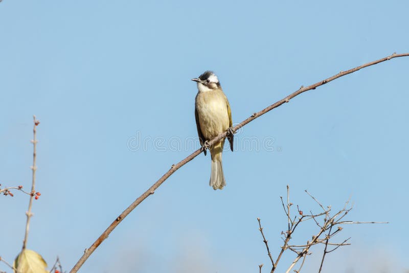 Light vented Bulbul stock photo. Image of vented, nature - 110896006