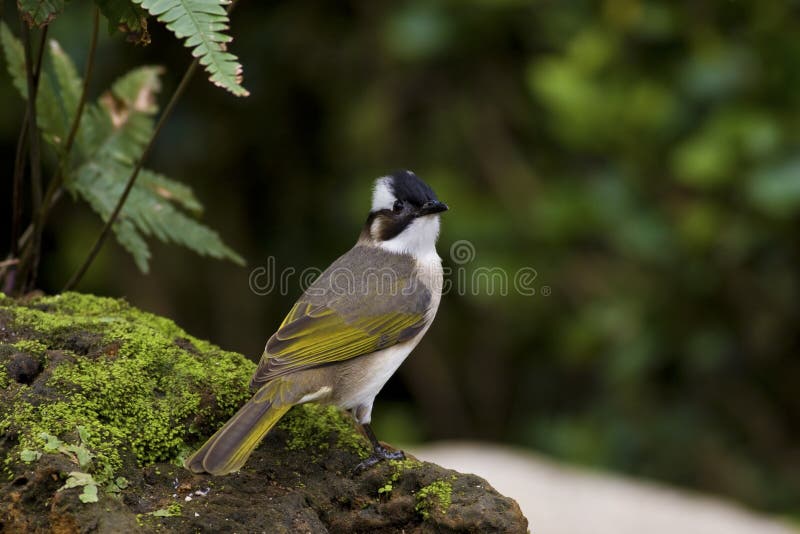 Light-vented Bulbul,Pycnonotus Sinensis Stock Image - Image of animal ...