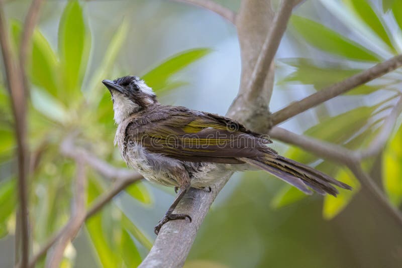 Light-vented Bulbul Standing on a Branch Stock Photo - Image of drying ...