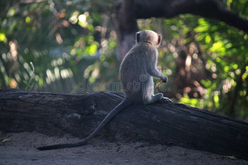 LIGHT on the BACK of COMPOUND BRAMBLE LEAVES SHOWING UP VEIN NETWORK ...