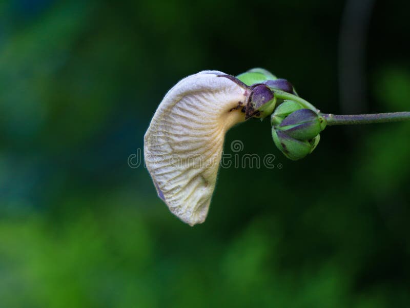 Pulse plant stock image. Image of plant, pulse, farm - 141444605