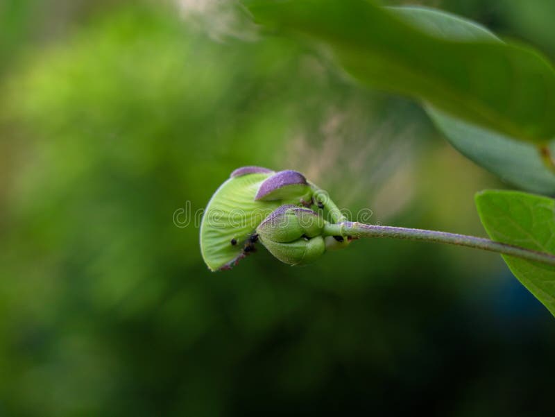Light Violet Color Flower of a Wild Pulse Plant Stock Image - Image of ...