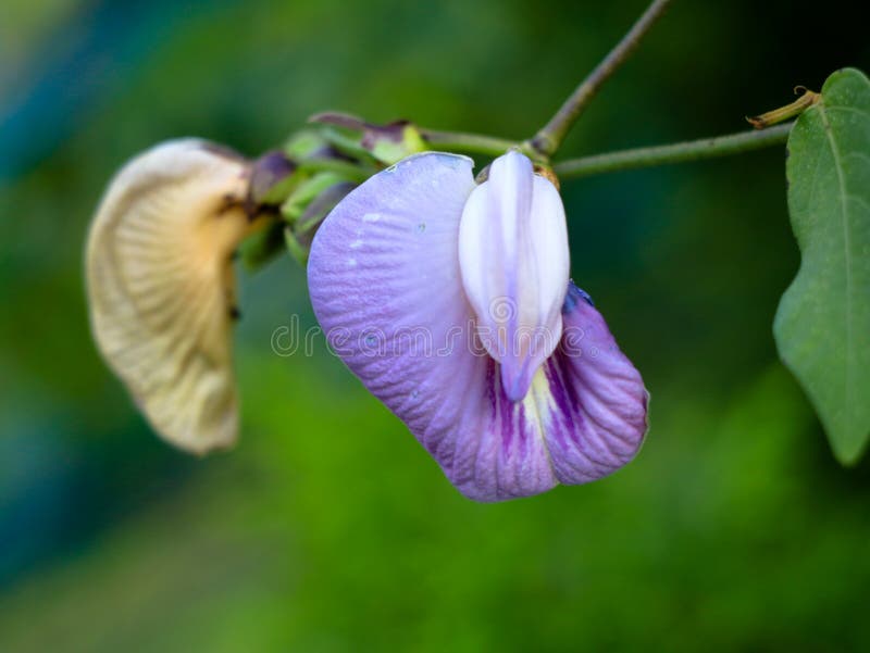 Light Violet Color Flower of a Wild Pulse Plant Stock Image - Image of ...