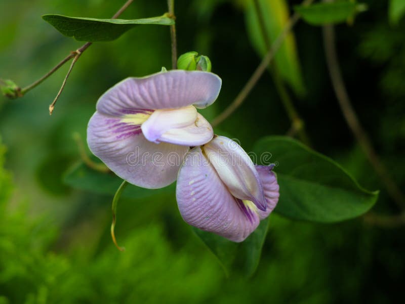Light Violet Color Flower of a Wild Pulse Plant Stock Image - Image of ...