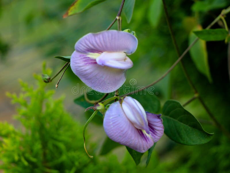 Light Violet Color Flower of a Wild Pulse Plant Stock Image - Image of ...