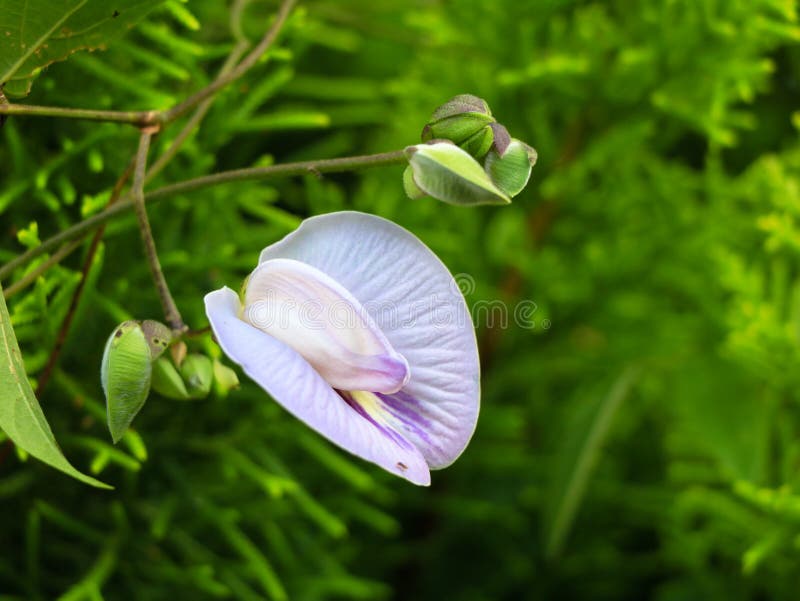 Pulse plant stock image. Image of plant, pulse, farm - 141444605