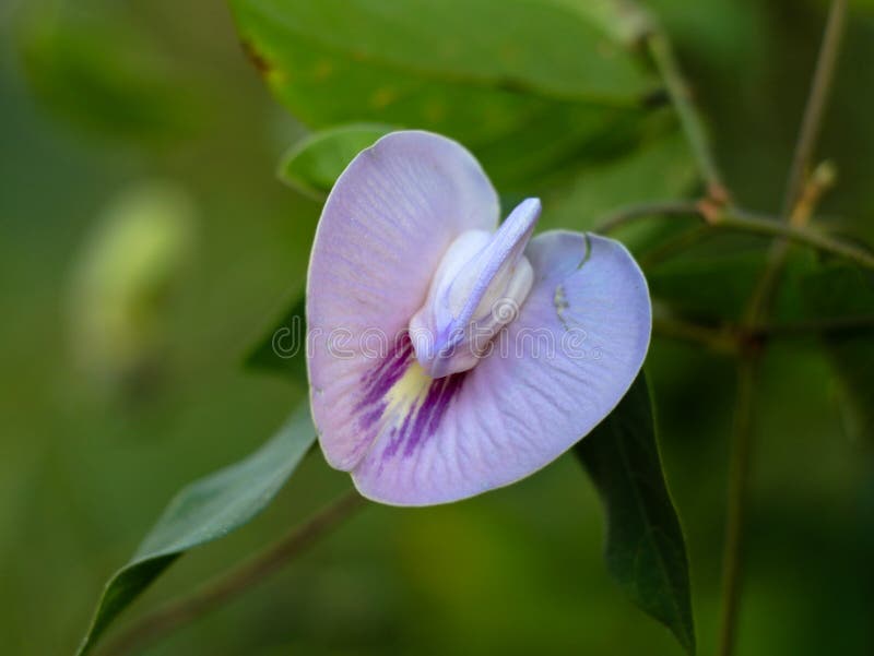 Light Violet Color Flower of a Wild Pulse Plant Stock Photo - Image of ...