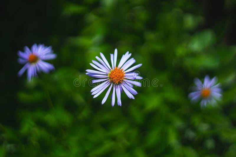 Light Violet Daisy Flowers from Above Stock Photo - Image of closeup ...