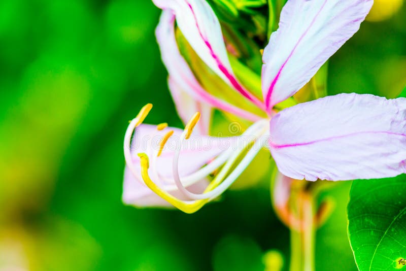 Light Violet Flower in Forest Stock Photo - Image of natural, close ...