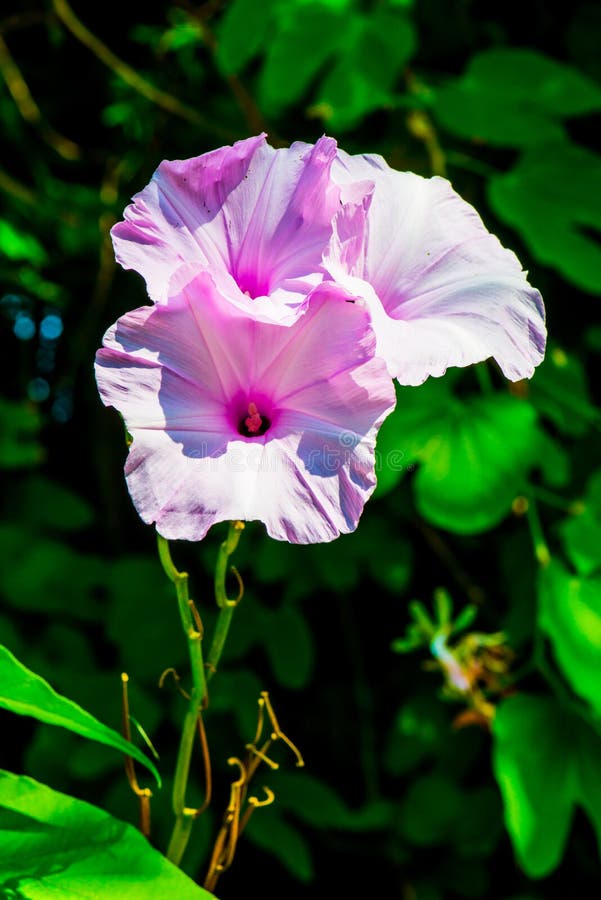 Light Violet Flower in Forest Stock Photo - Image of colorful, fresh ...