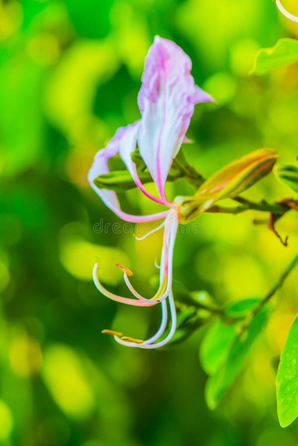 Light Violet Flower in Forest Stock Image - Image of elegance, nature ...