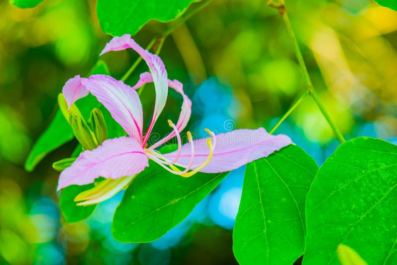 Light Violet Flower in Forest Stock Photo - Image of floral, beauty ...