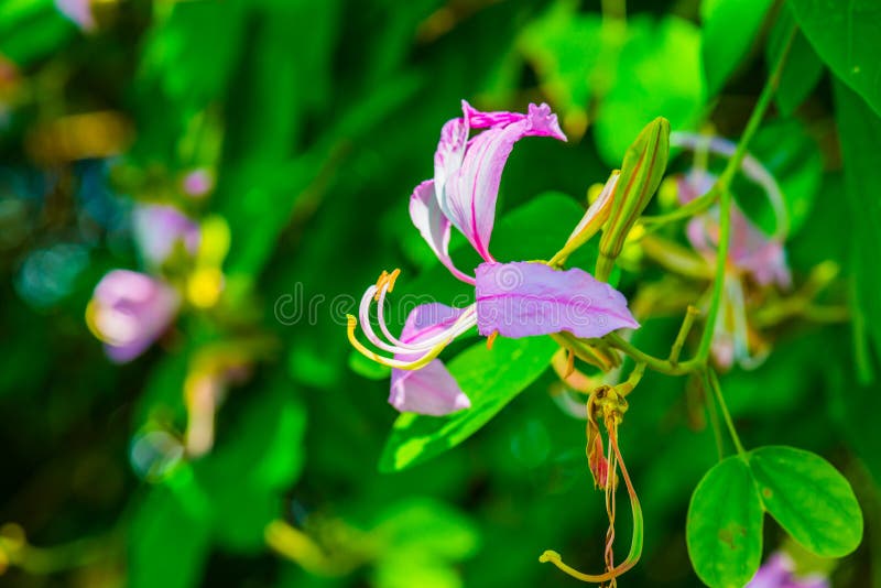 Light Violet Flower in Forest Stock Image - Image of forest ...