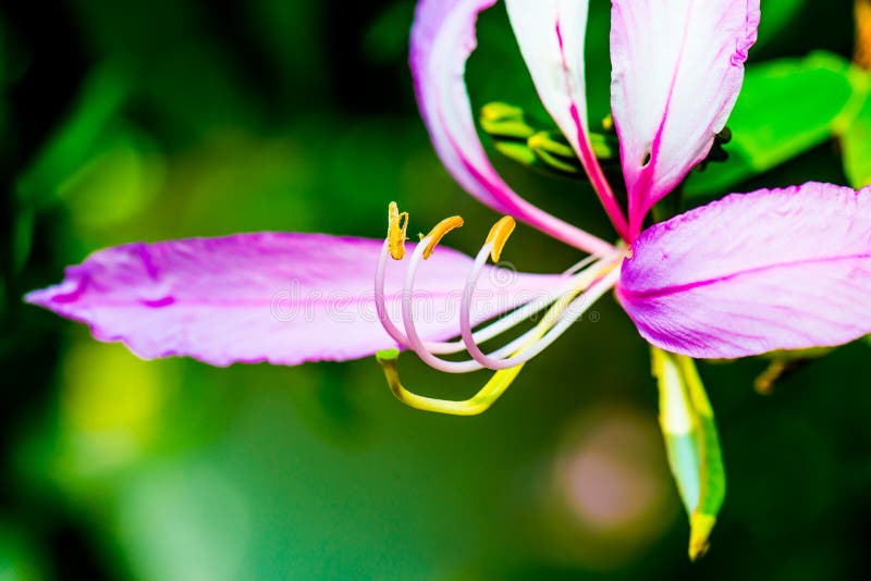 Light Violet Flower in Forest Stock Image - Image of beauty, floral ...