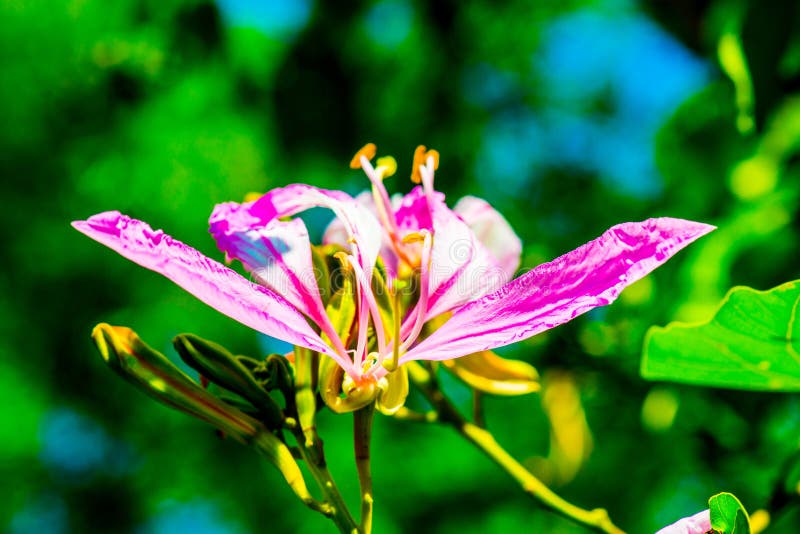Light Violet Flower in Forest Stock Image - Image of forest, closeup ...