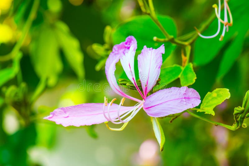 Light Violet Flower in Forest Stock Photo - Image of fresh, outdoor ...