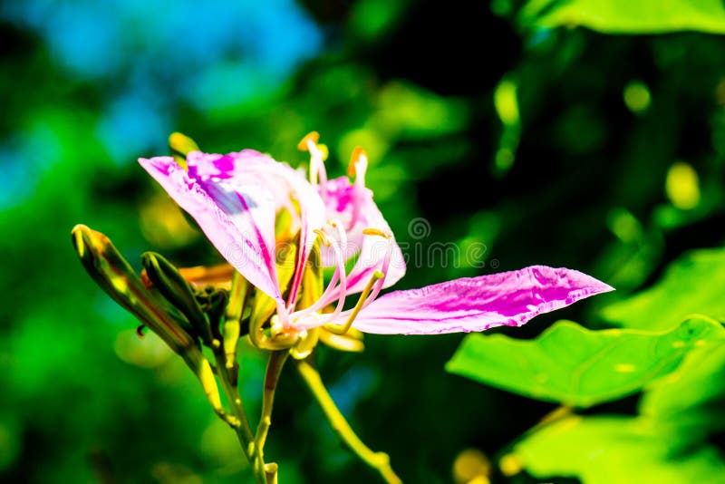 Light Violet Flower in Forest Stock Photo - Image of forest, flower ...