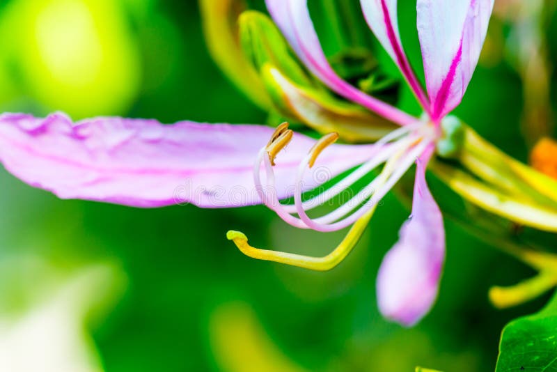 Light Violet Flower in Forest Stock Image - Image of beautiful, floral ...